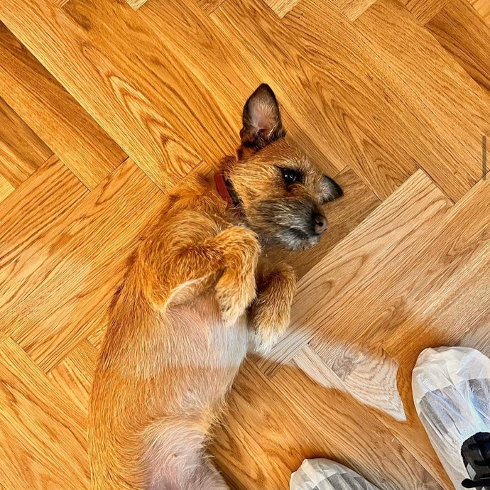 Premium One Coat Wood Oil - Duo Pack – Koate